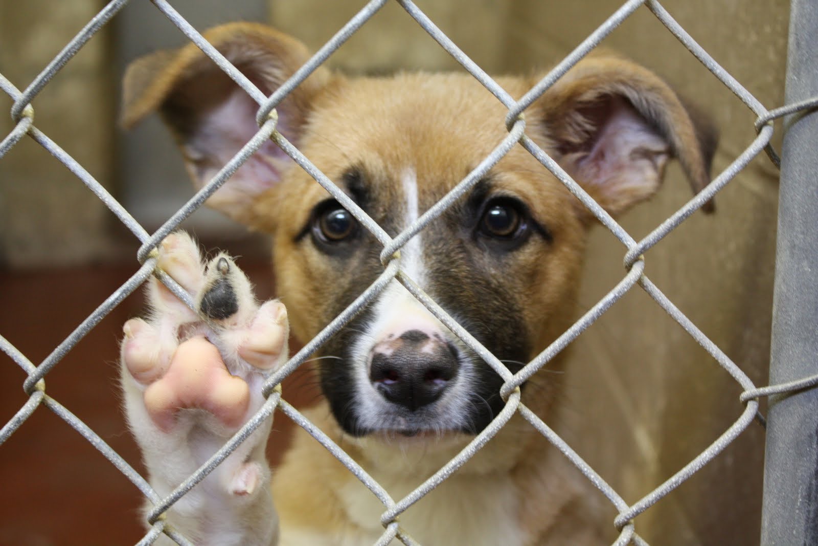 Shelter Statistics Or Why The Odds Of Finding Your Lost Pet At A Shelter Are Against You Pet FBI