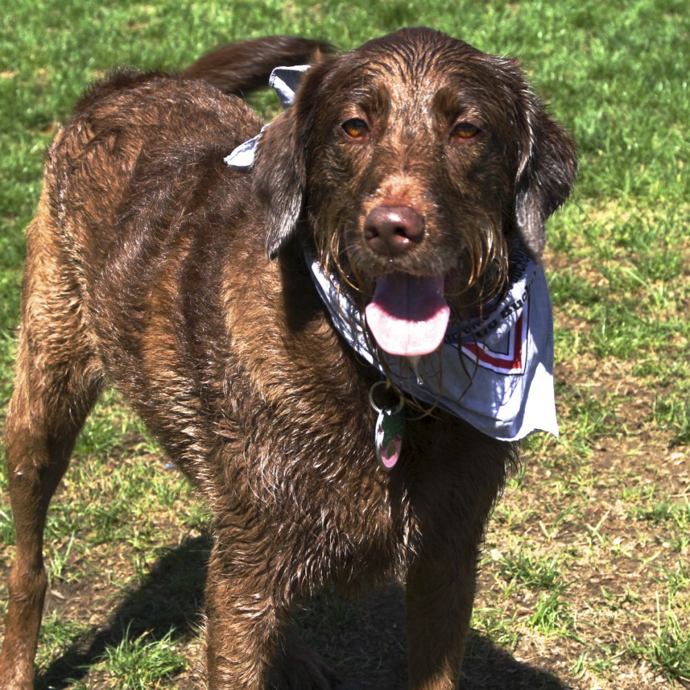 Checklist for Lost Dogs | Pet FBI