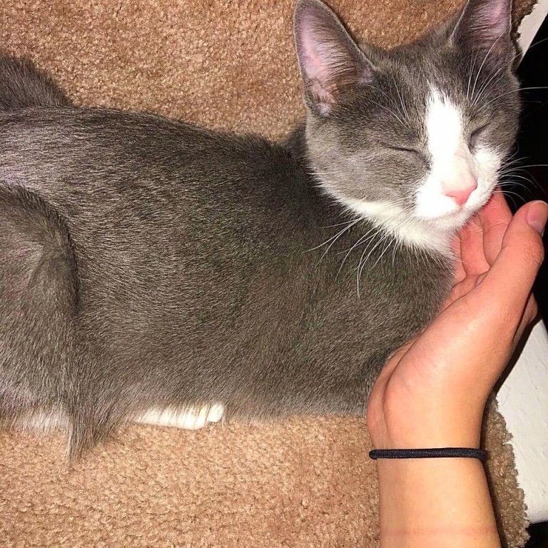 Cat Reunited After Two Weeks Thanks to Pet FBI Database | Pet FBI